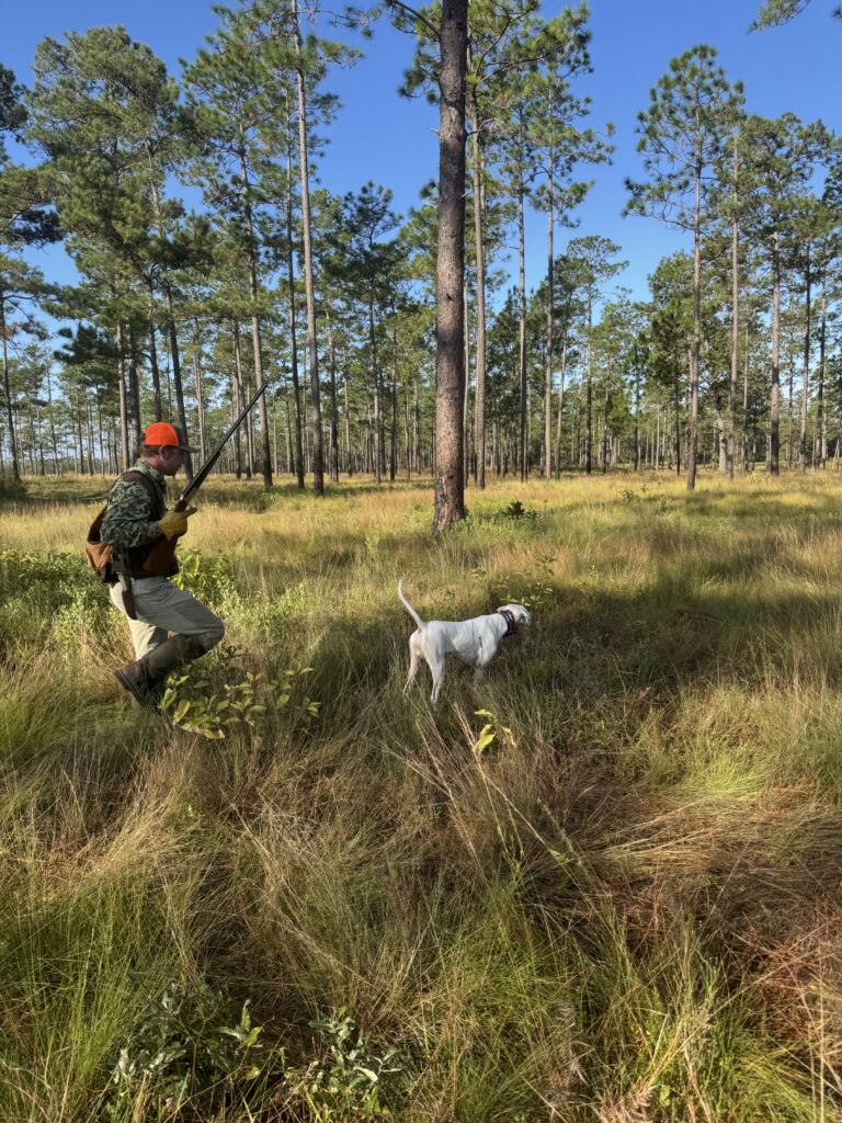 South Georgia Quail Hunting - The Hunt Exchange